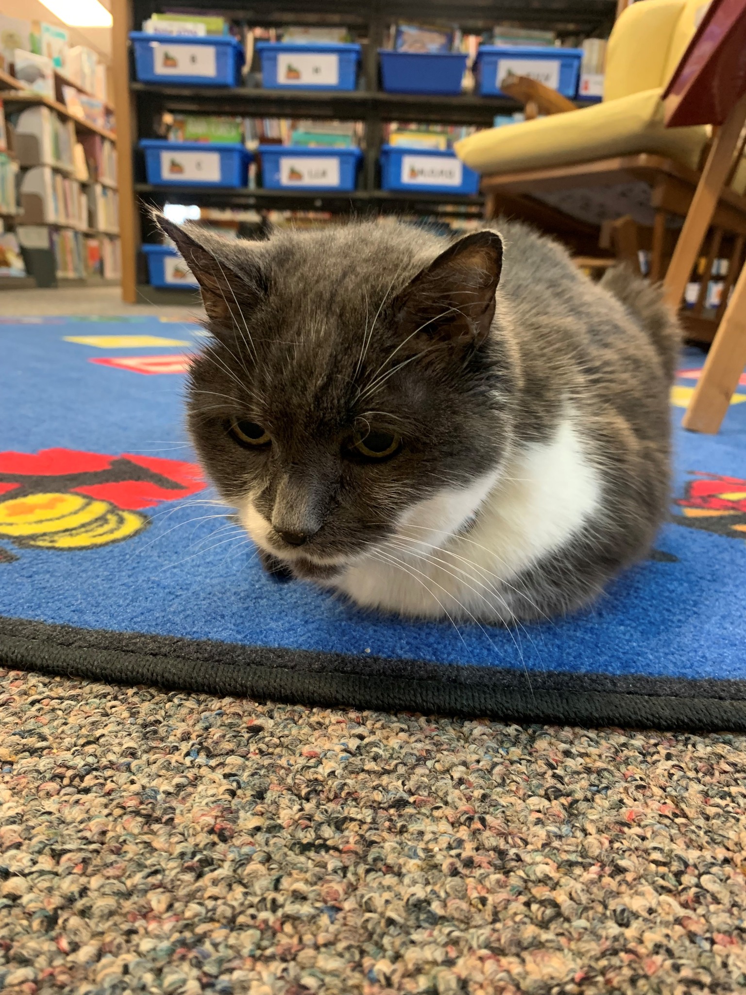 Library Receives Flood Of Donations For Beloved Cat | News, Sports, Jobs - Post Journal